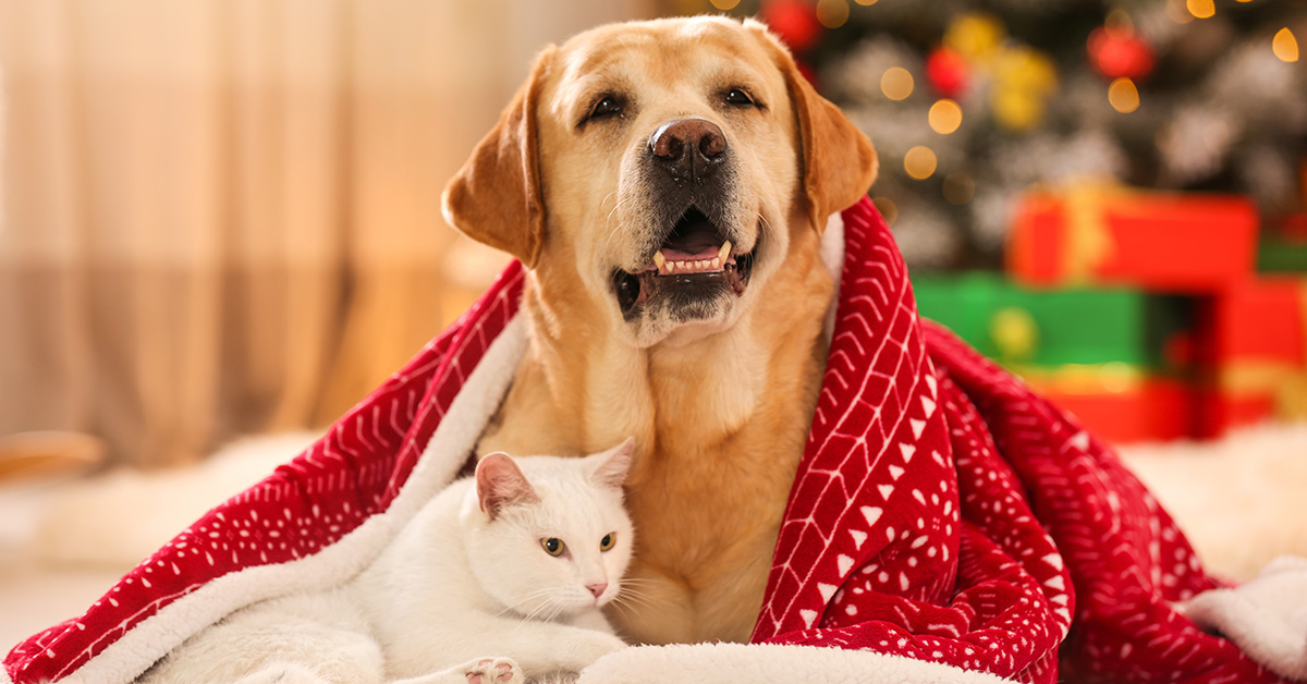 Holiday Pet Safety Tips to Protect Our Four-Legged Friends | Five Star ...