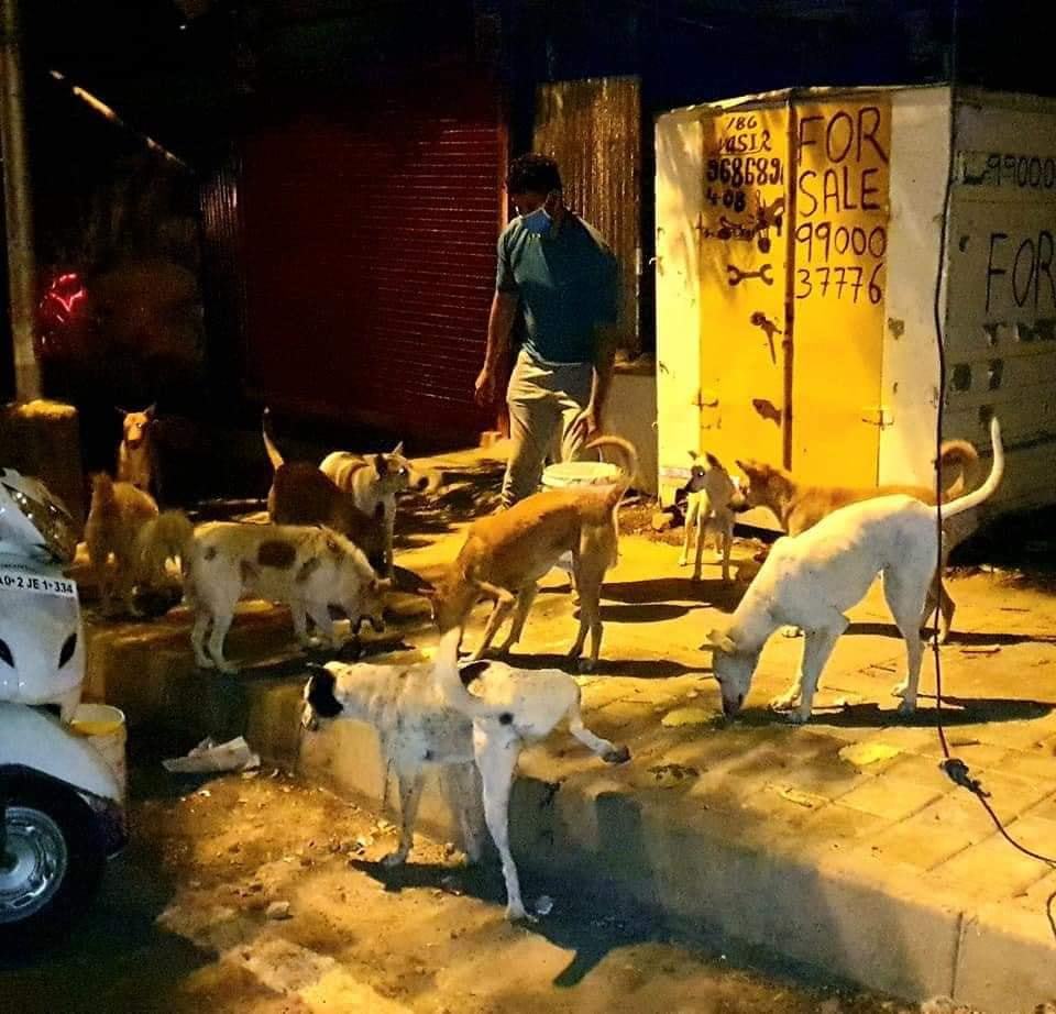 Animal Street Feeders | Fundly