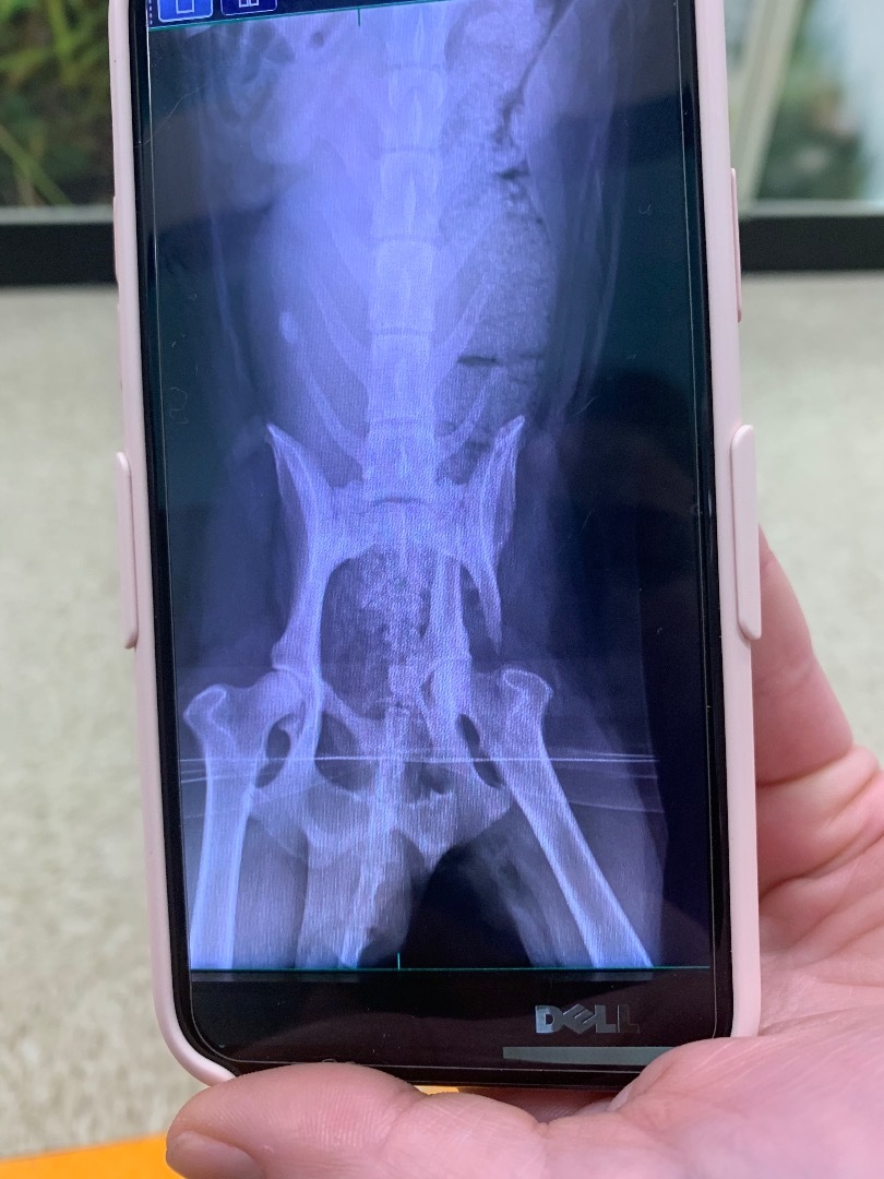 Sadie’s Surgery | Fundly