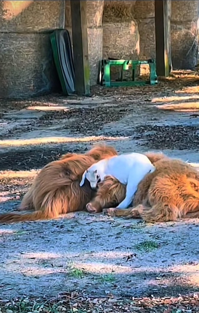 Save the Forgotten Animals of Hurricane Mil... | Fundly
