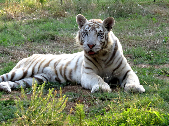 Zuri The White Tiger | Fundly