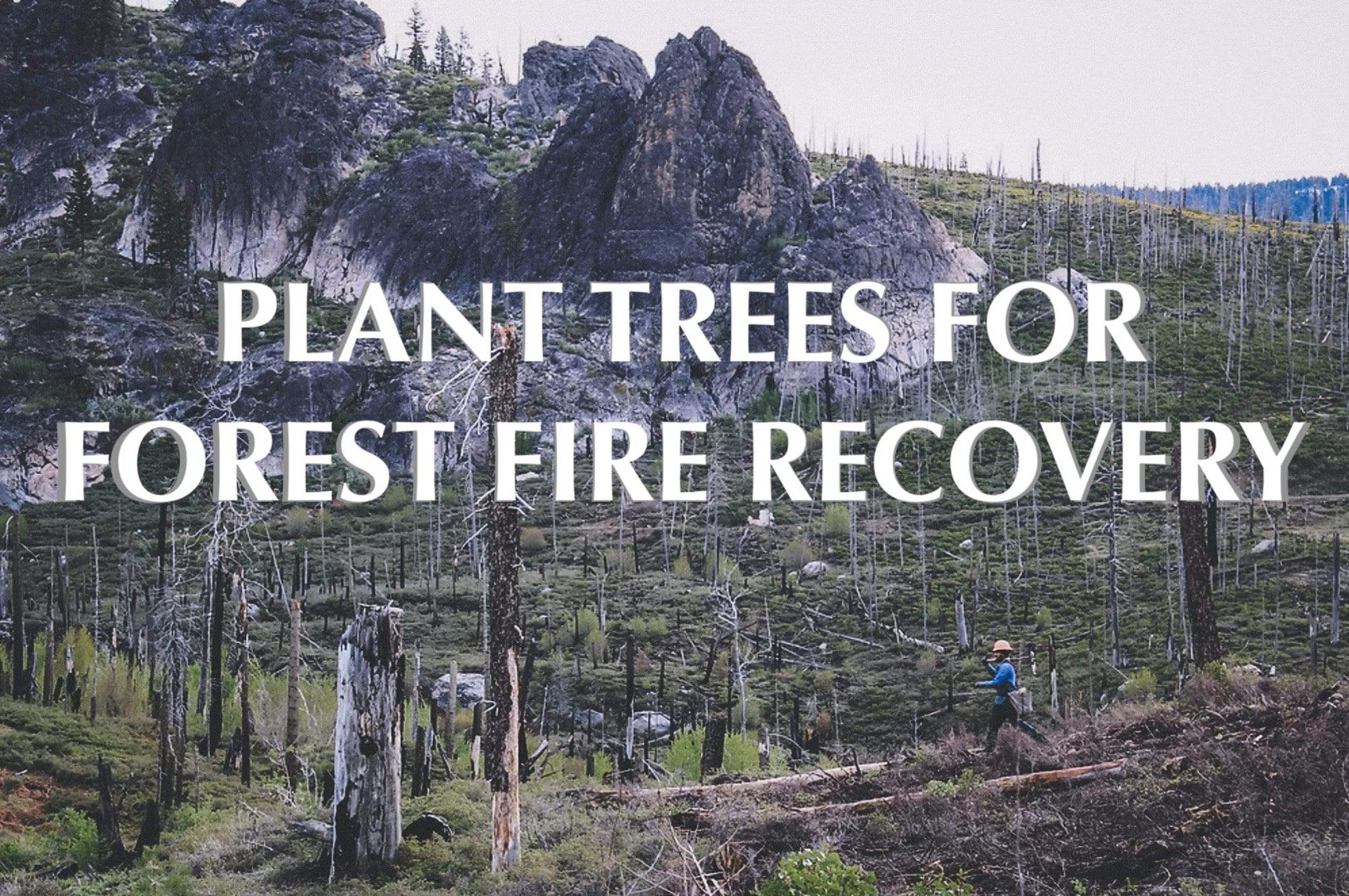 Full of Trees - Reforestation through One T... | Fundly