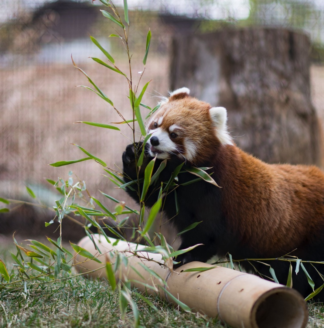 Help the Red Pandas Feel Right at Home in A... | Fundly