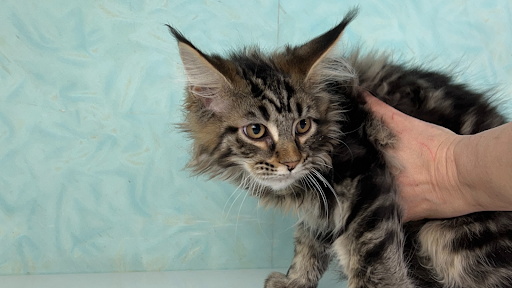 Everything You Need to Know about Maine Coo... | Fundly