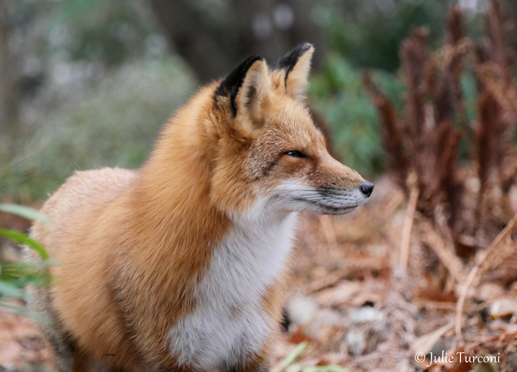 Un goupil d'automne, by the artist Julie Turconi | Gallea