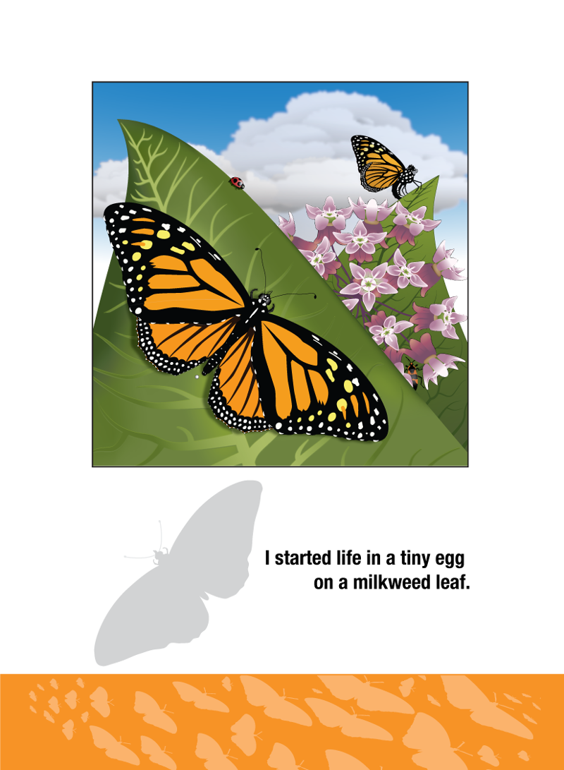 Amazing Monarch Lifecycle Card Game