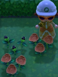 ACNH | Black Roses - How to Get & Breed | Animal Crossing - GameWith