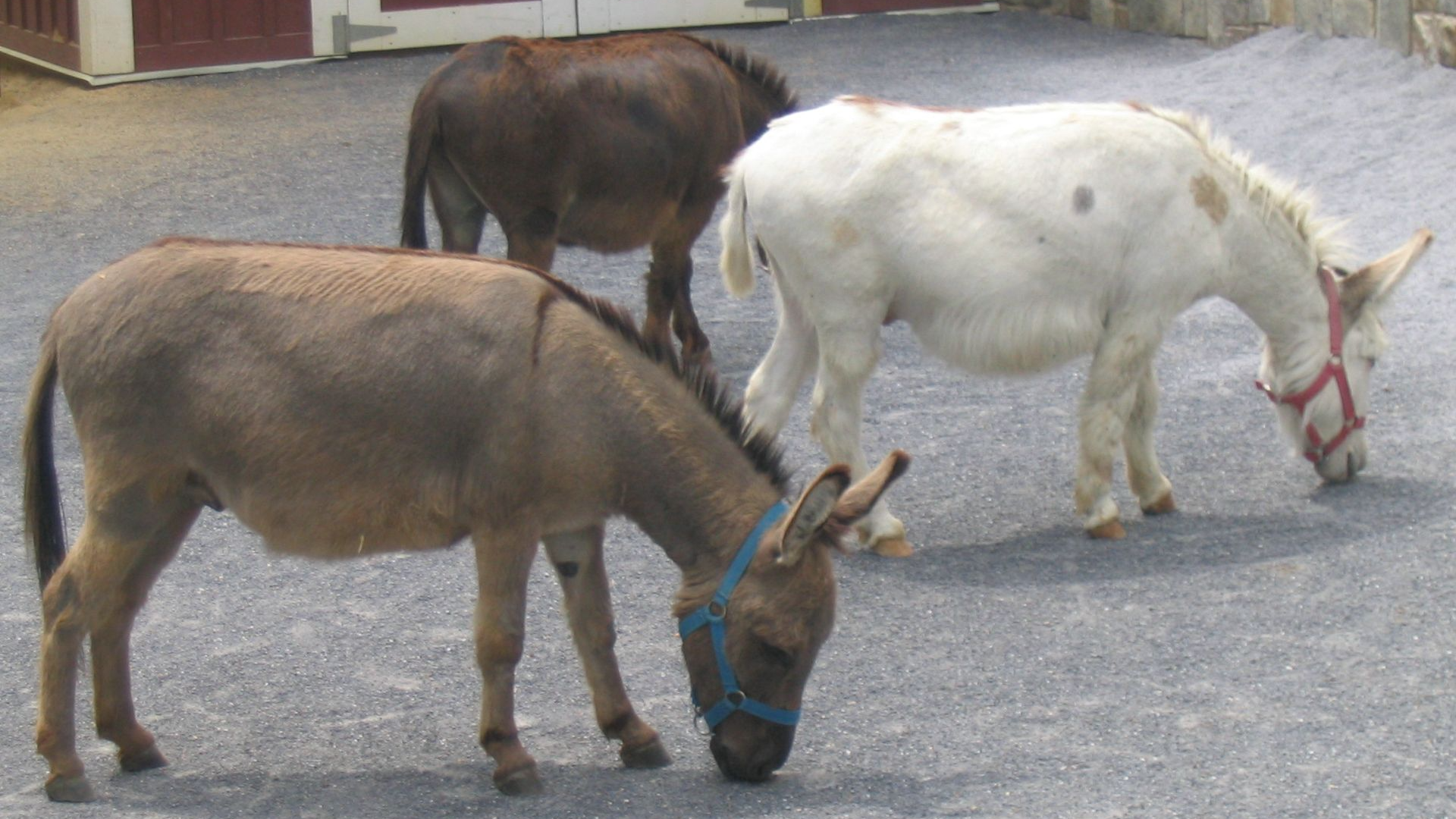 Cats Now Russia's Most Popular Pet in 2025... | Gaya One