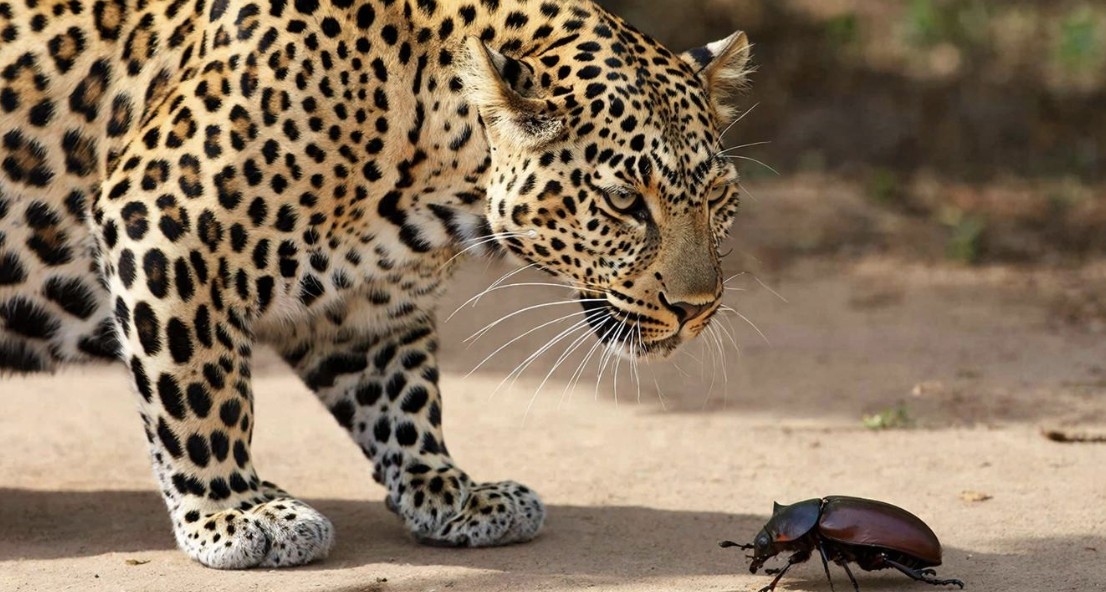 Santa Fe Province Releases 501 Wild Animal... | Gaya One