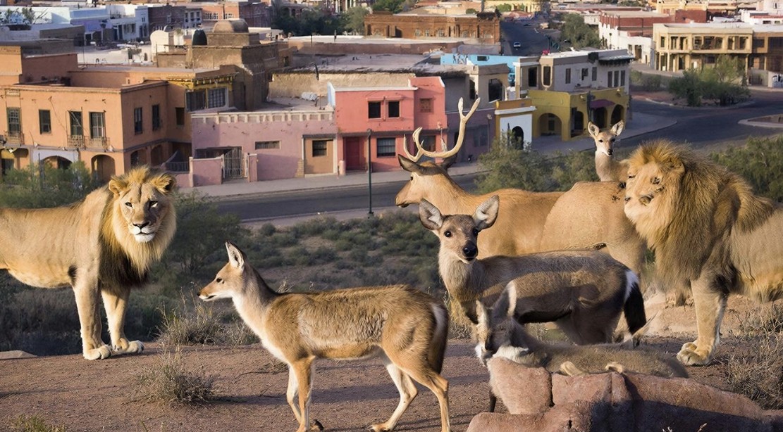 Santa Fe Province Releases 501 Wild Animal... | Gaya One