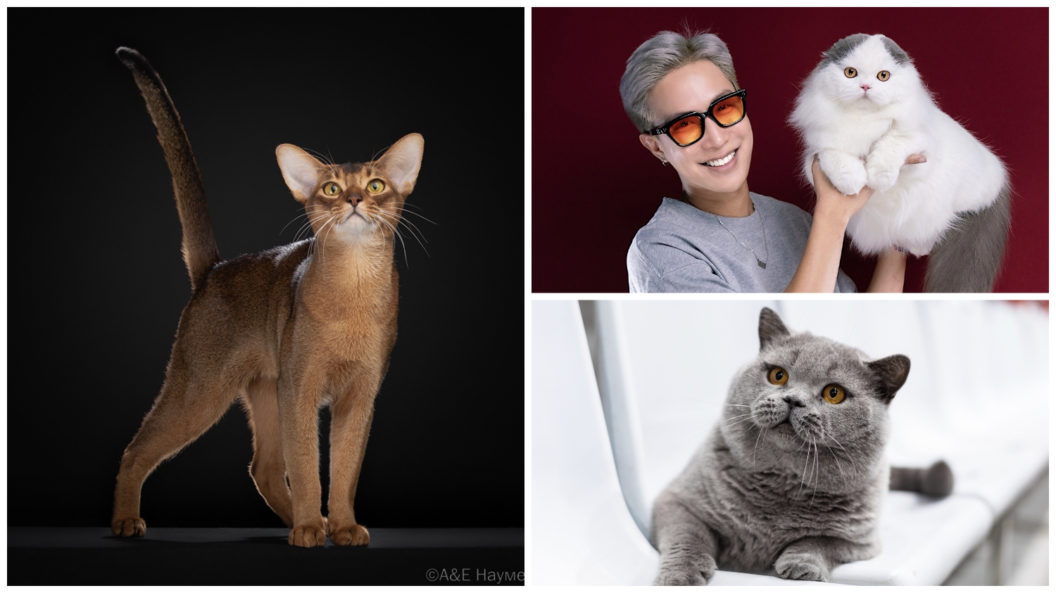 Russian Abyssinian Darlen Fleur Dalmore Bl... | Gaya One