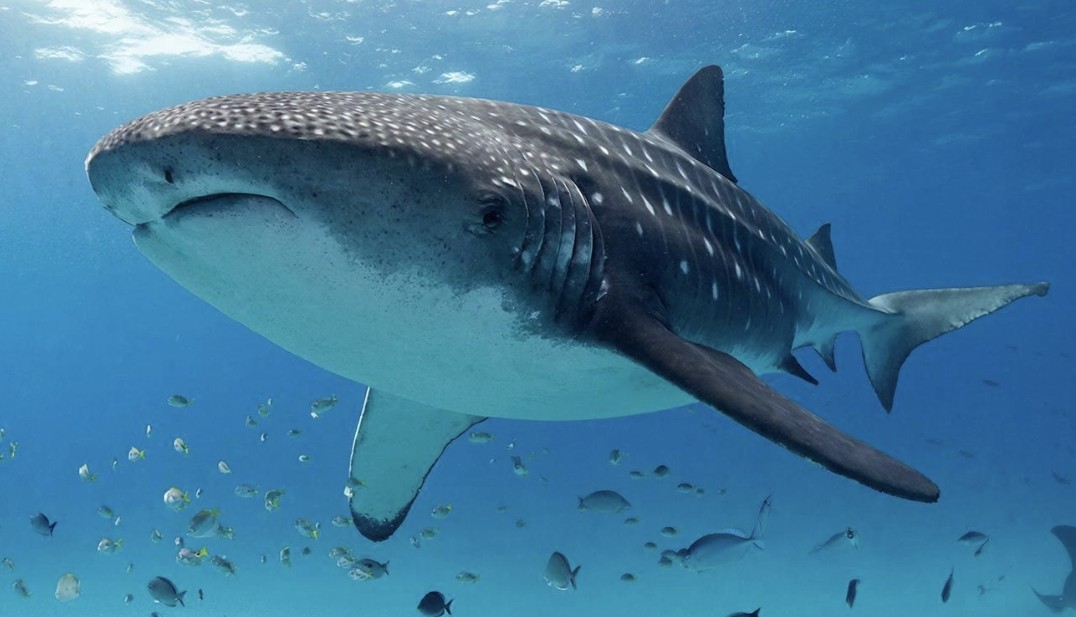 Kakapo Breeding Season Coincides with Rimu... | Gaya One