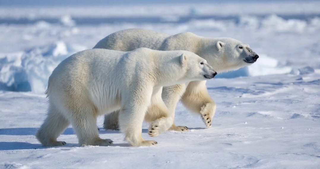 Gấu Bắc Cực Svalbard Thay Đổi Chế Độ Ăn Gi... | Gaya One