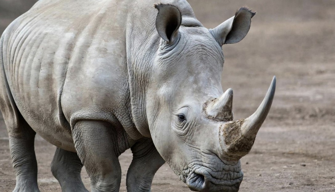 Greenland Shark Vision Remains Intact Acro... | Gaya One