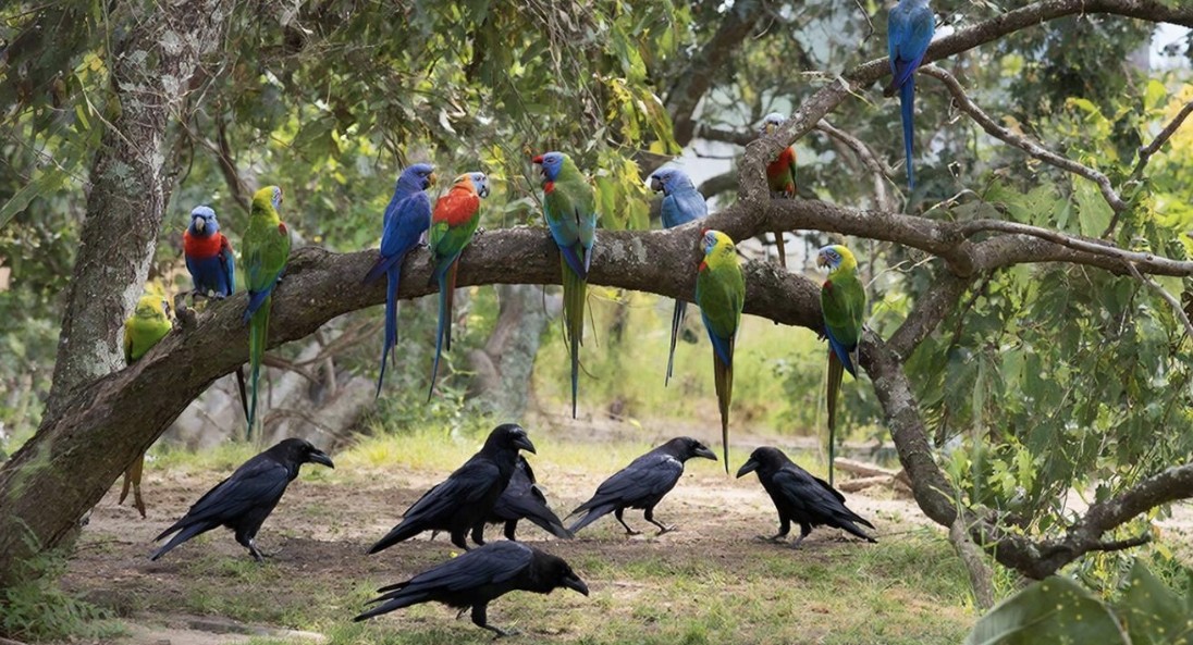 Gấu Bắc Cực Svalbard Thay Đổi Chế Độ Ăn Gi... | Gaya One