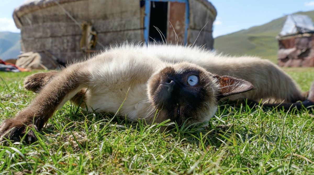 Understanding Cat Rolling Behavior: Insigh... | Gaya One