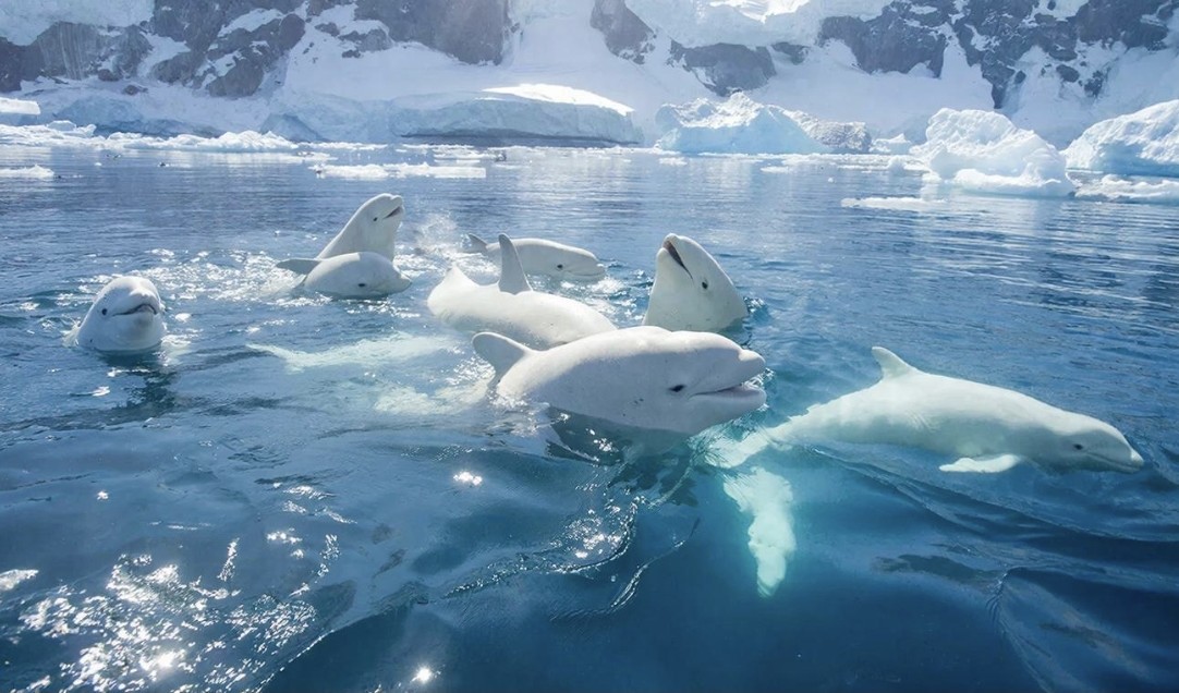 Chernobyl Wolves Show Accelerated Natural ... | Gaya One