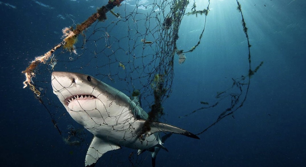 Naissance d'un joey de kangourou arboricol... | Gaya One