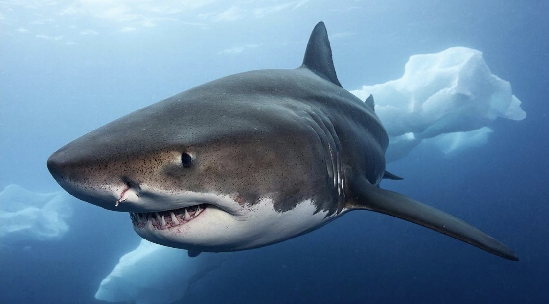 Greenland Shark Visual System Maintains In... | Gaya One