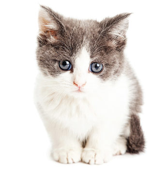 CTA - Cat Training & Owner Classes | Waldorf Emergency Care