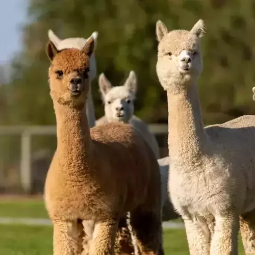 Piano Flow Live – Piano Flow Alpaca Concert