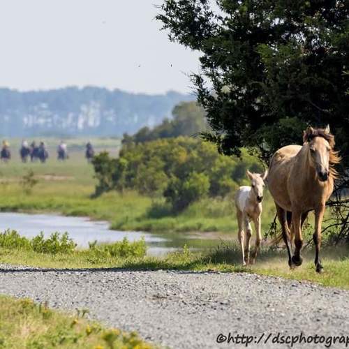 CoVaTIX | Darcy Cole: A Recap of Foal Season 2019