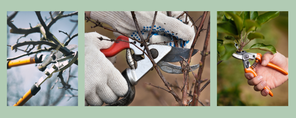 Sandhills Horticultural Gardens – Pruning Basics & Best Practices