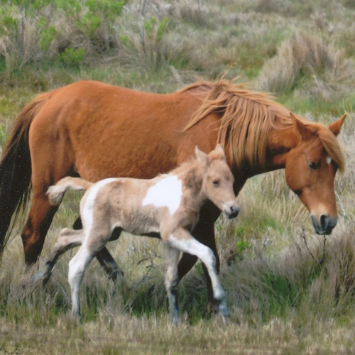 CoVaTIX | Chincoteague Ponies & Pony Penning