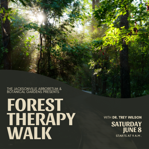 Jacksonville Arboretum & Botanical Gardens – Forest Therapy Walk