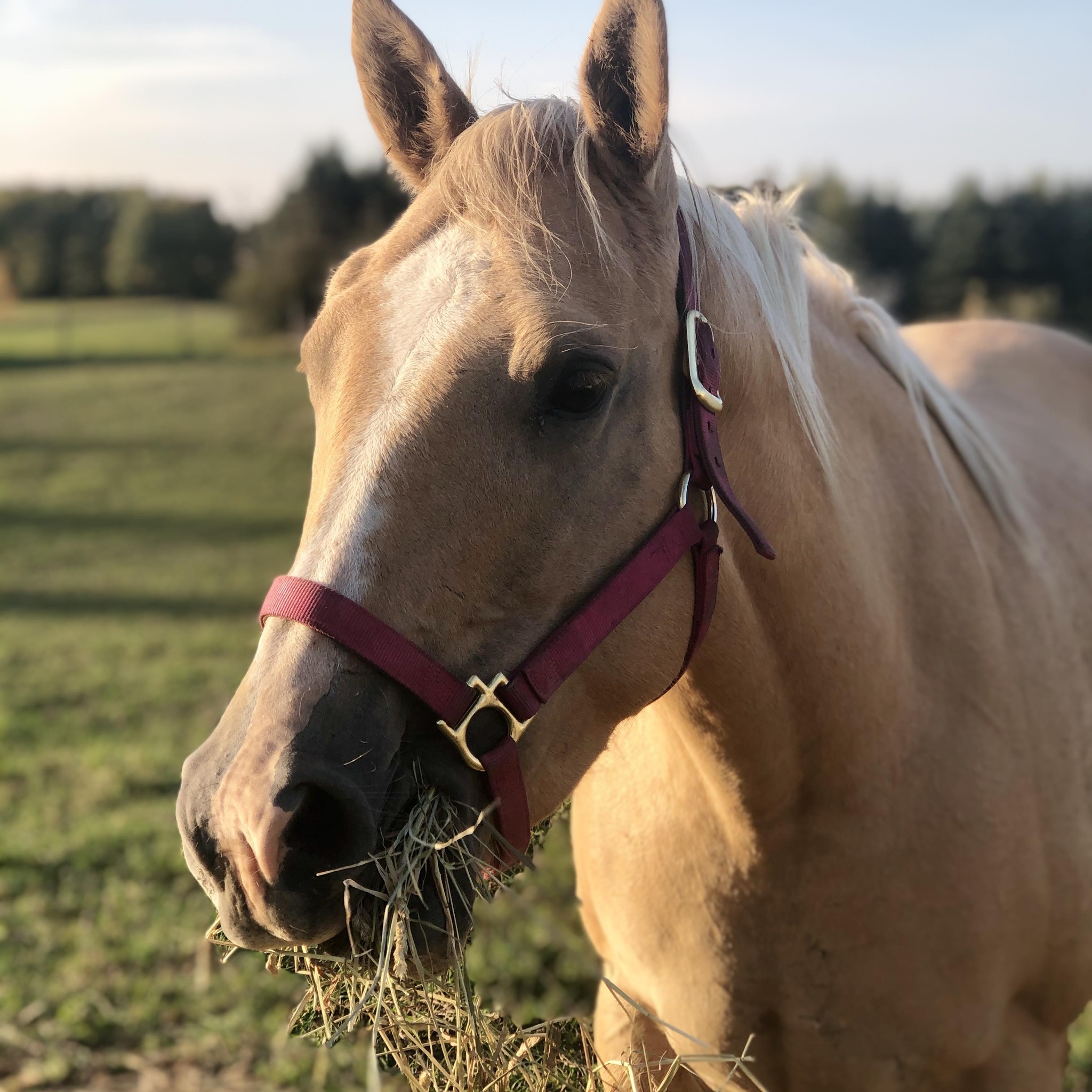 Lake Ann Farm – Upcoming Events