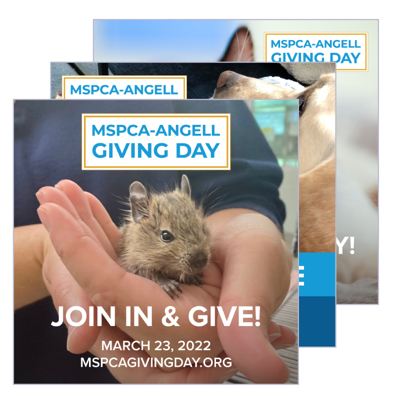 Downloads | MSPCA-Angell Giving Day