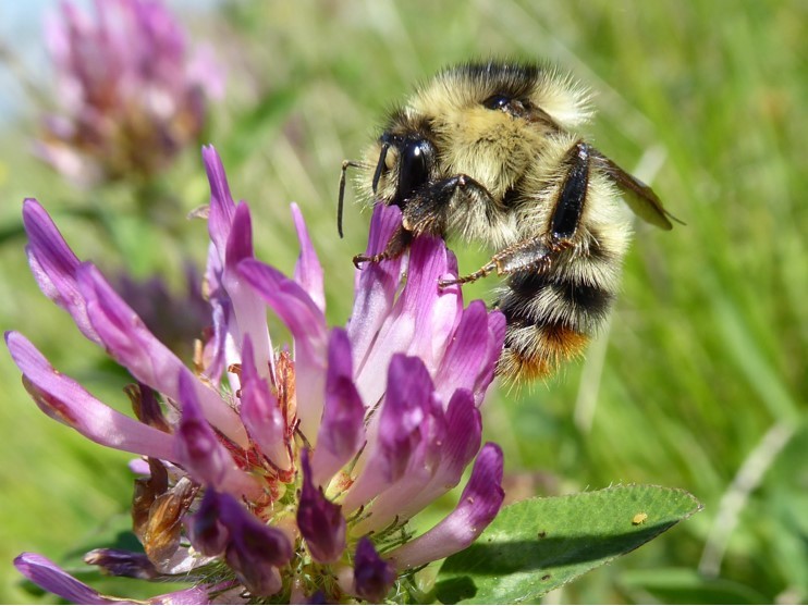 Rare UK bumblebee found at site restored to boost wildlife