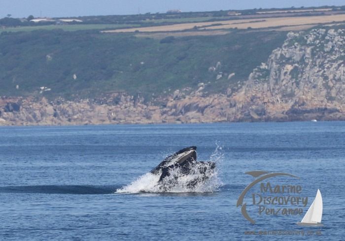 Humpback whale spotted off the coast of Cornwall