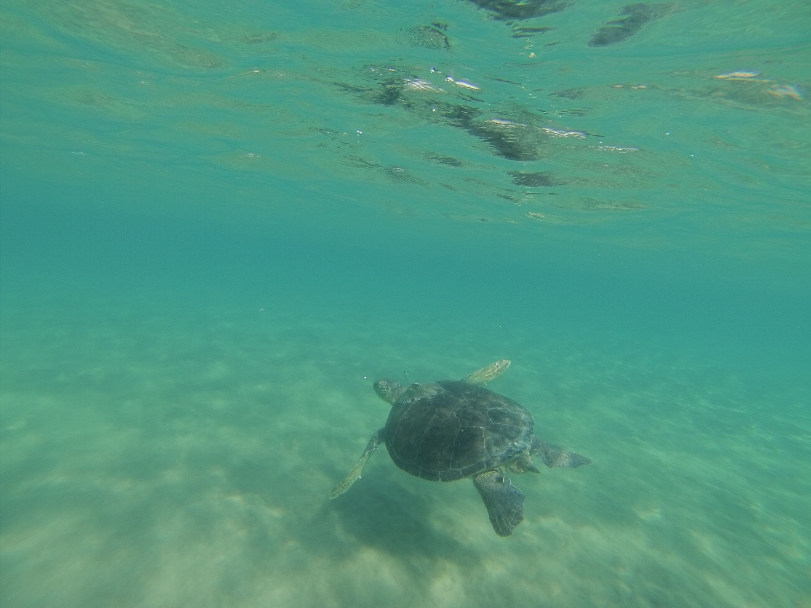 Green turtles more likely to eat plastic that looks like their natural food