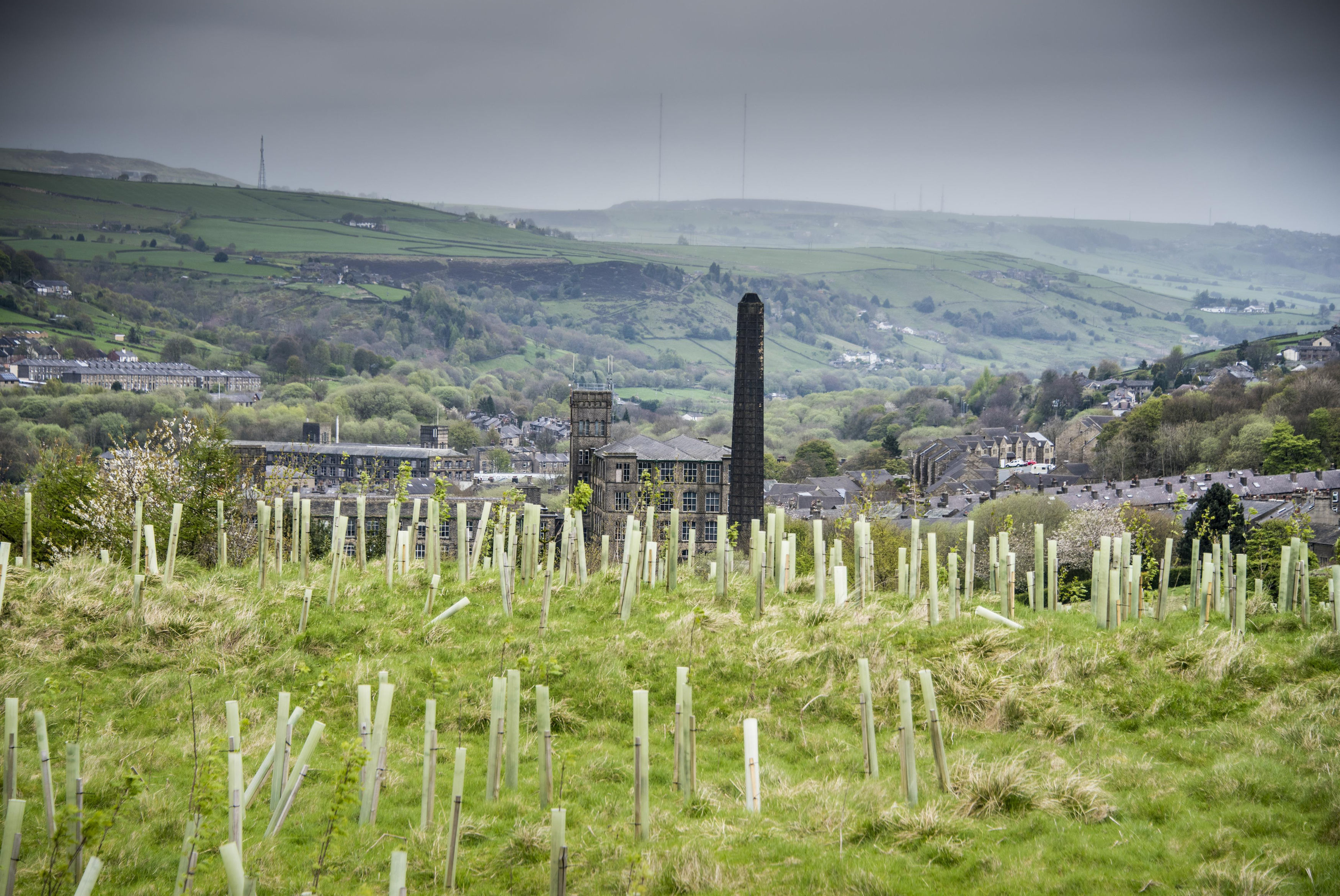 Hundreds of thousands sign up to mass tree planting to tackle climate ...