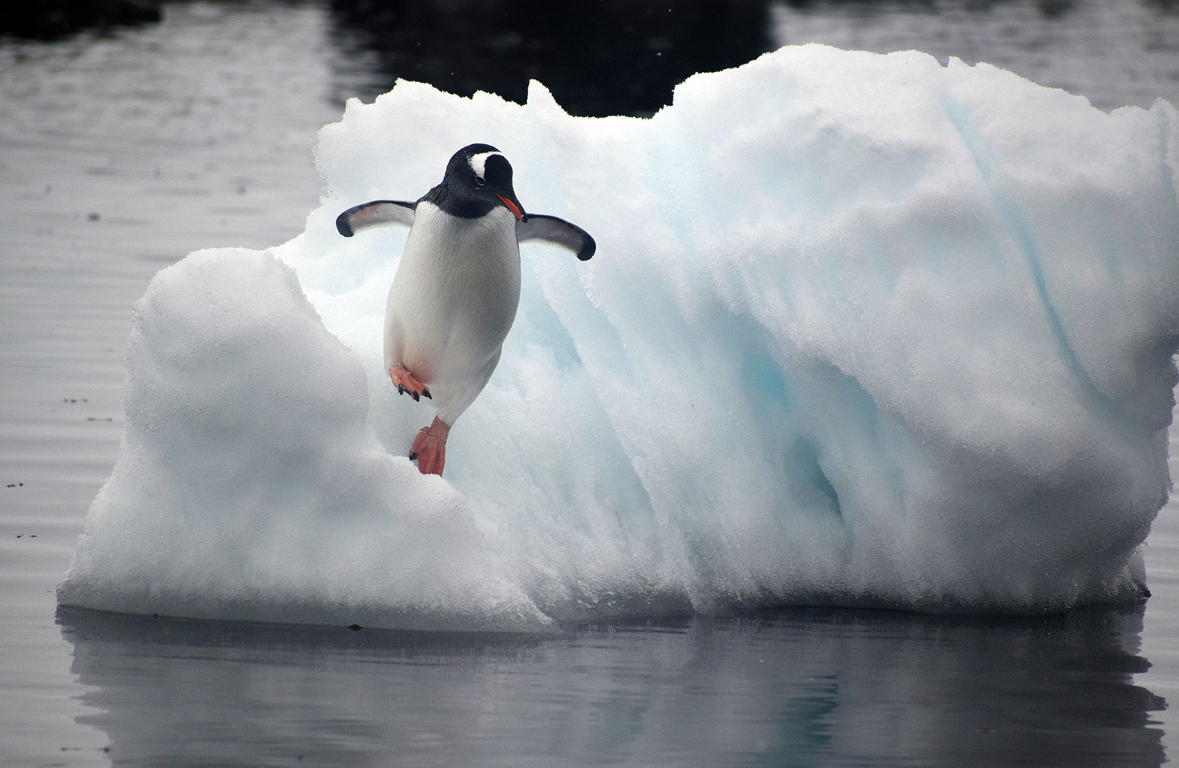 Study looks at impact of krill availability on Antarctic penguins