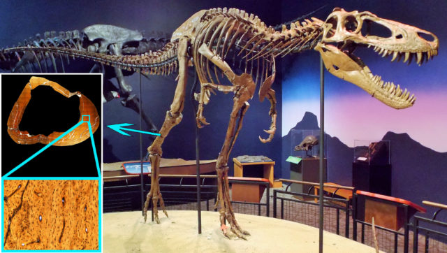 'Teenage' bones show how T. Rex went from sleek and slender to crushing ...
