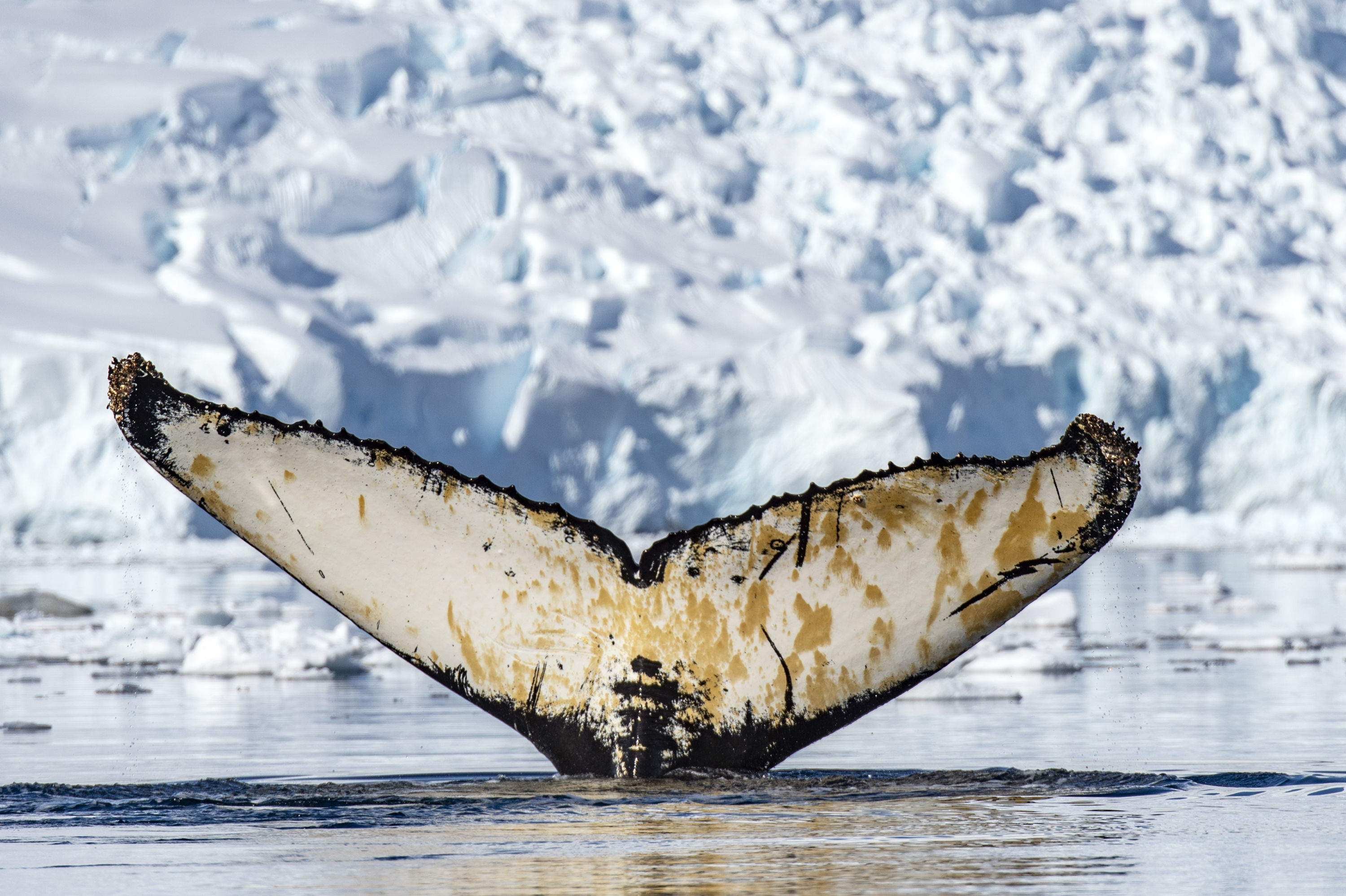 More than a fluke - How citizen science programmes are shaping the ...