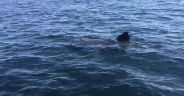 Rare sighting of basking shark in Gibraltar waters