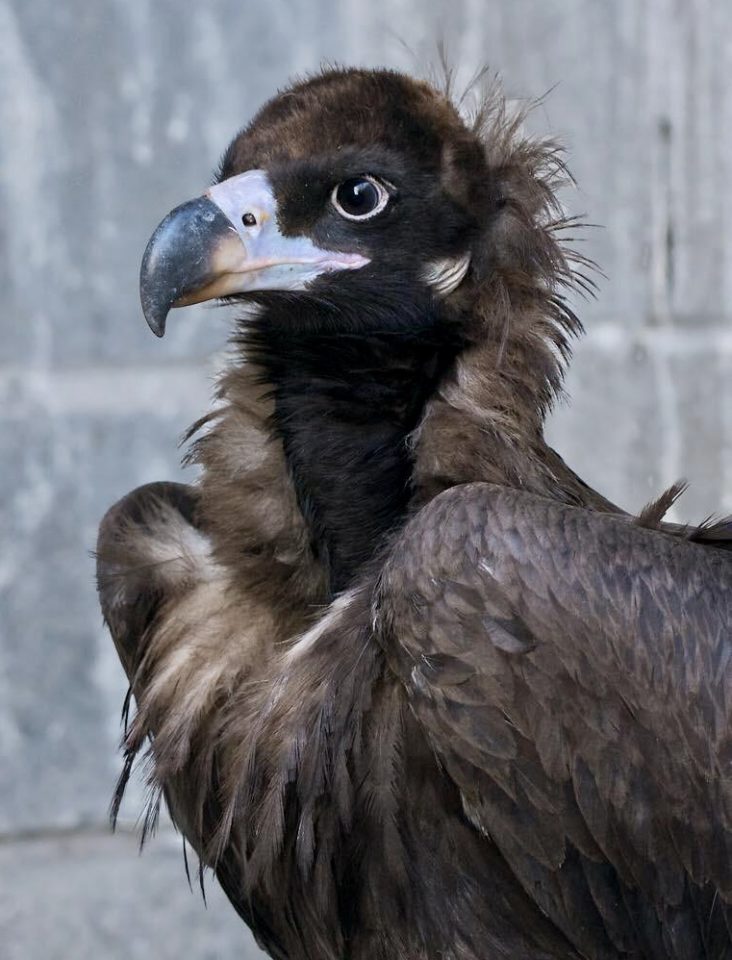 Sharp-eyed Jake plucks rare vulture from the sea