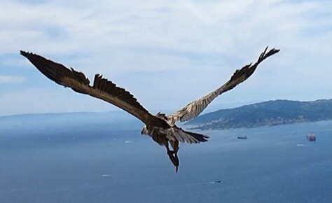 Griffon Vulture released after recovering from gull attack