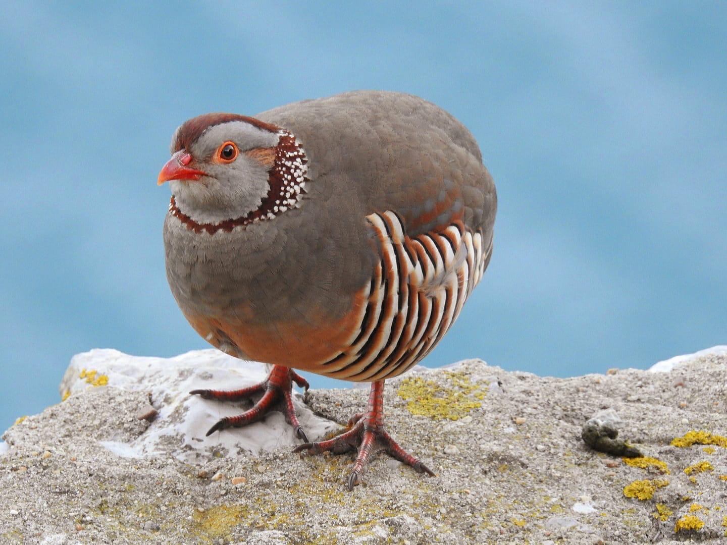 Barbary Partridge population surges to 200 in six years