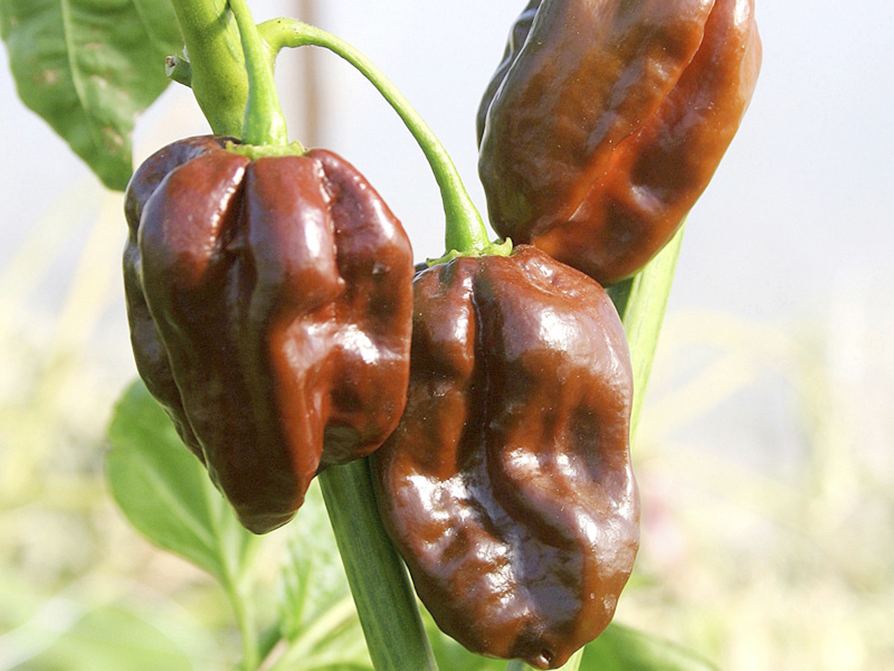 Weird Vegetables To Grow