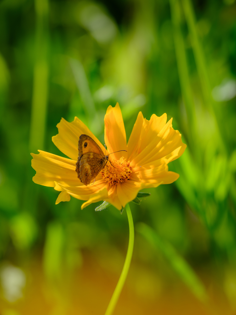 How to rewild your garden with prairie planting