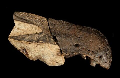 ‘Hell heron’ among new dinosaurs discovered on Isle of Wight