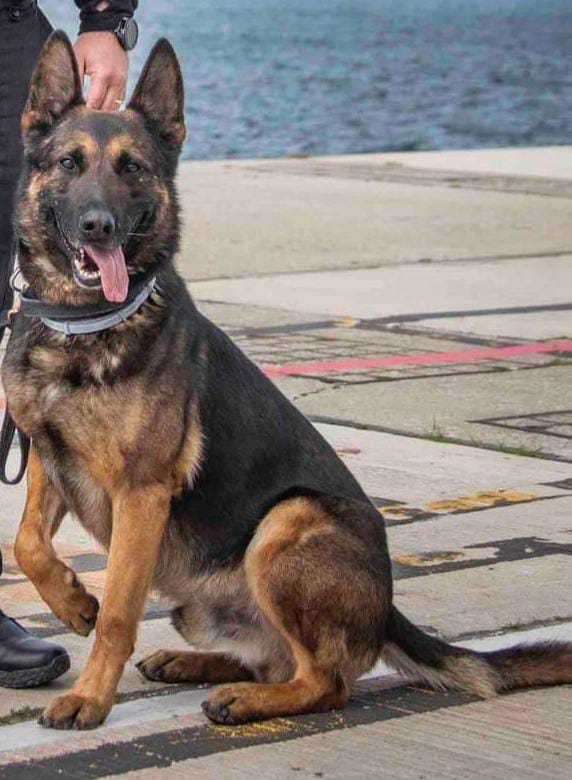 Meet the GDP’s police dogs