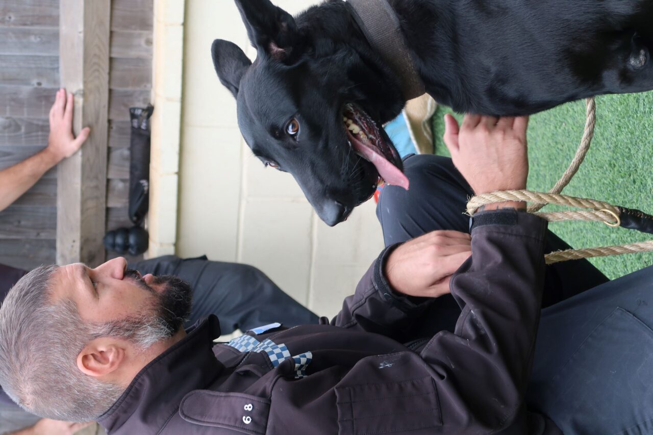 Meet the GDP’s police dogs