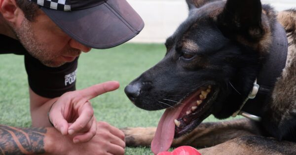 Meet the GDP’s police dogs