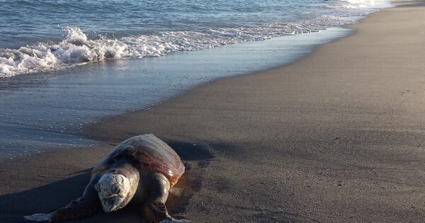 Environmentalists search for clues after five turtles wash up in ...
