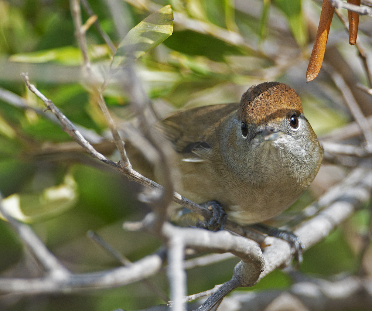 Secrets of the Blackcap